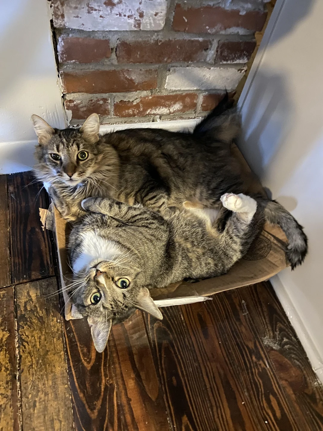 Box brothers making their triumphant return | Scrolller