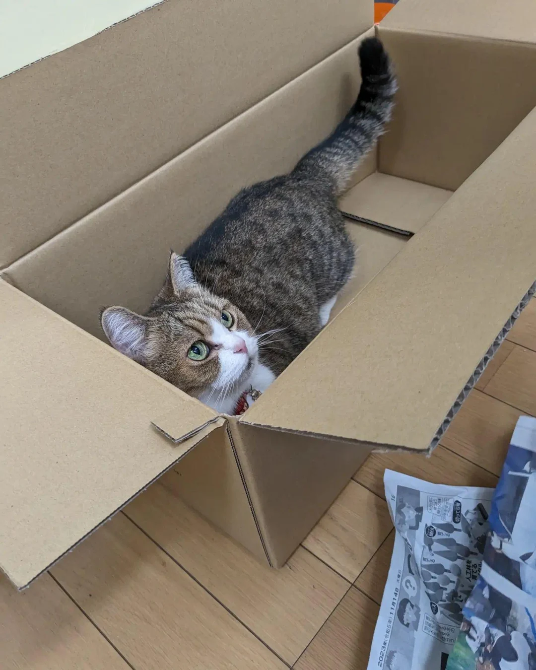 Yes, my vegetables have arrived! | Scrolller