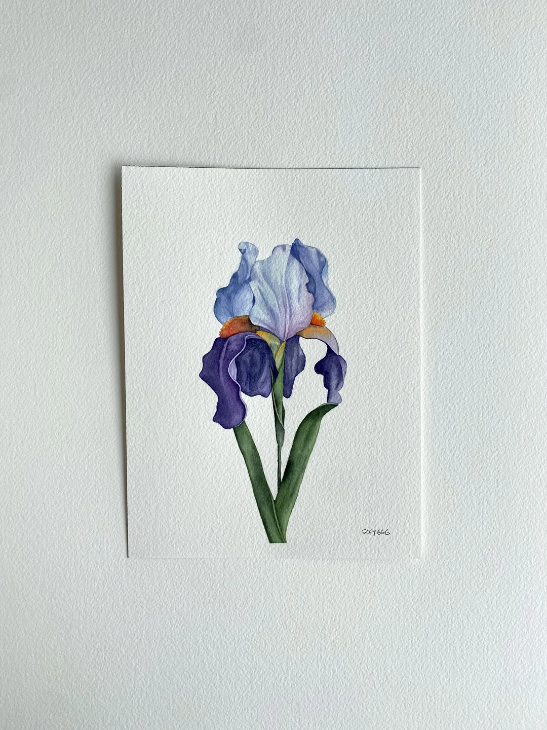 Bearded iris, sofyggg (me), watercolor, 2023 | Scrolller