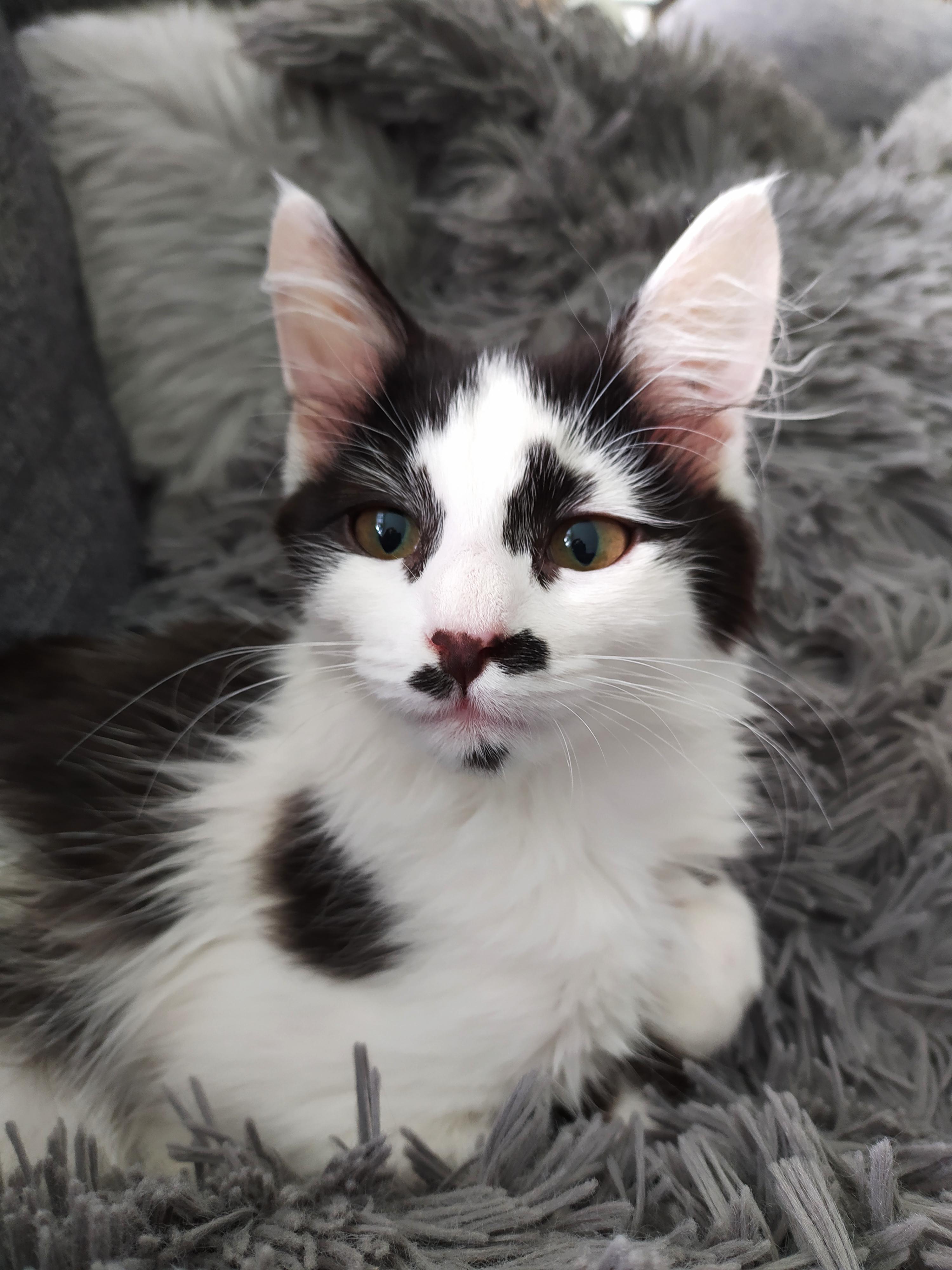 Another photo of my boy Felix | Scrolller