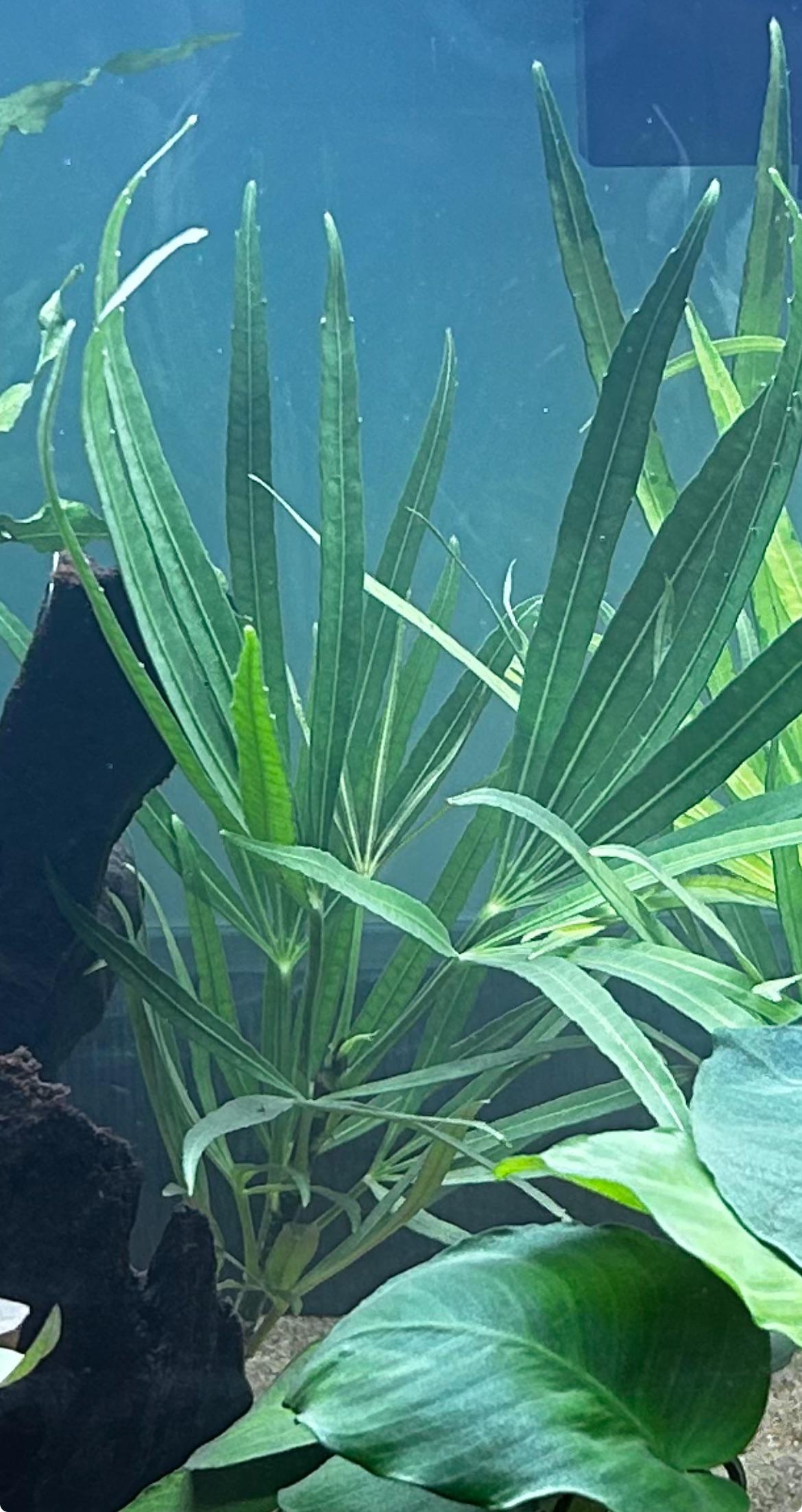 Plant ID | Scrolller