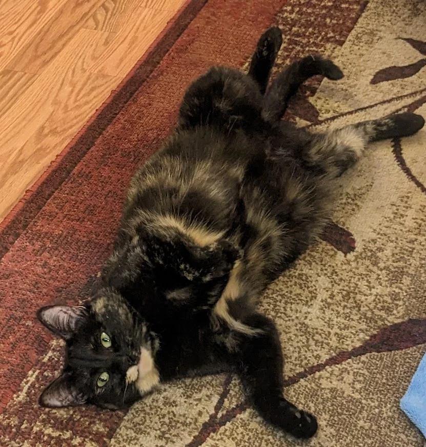 More Smudge Belly | Scrolller