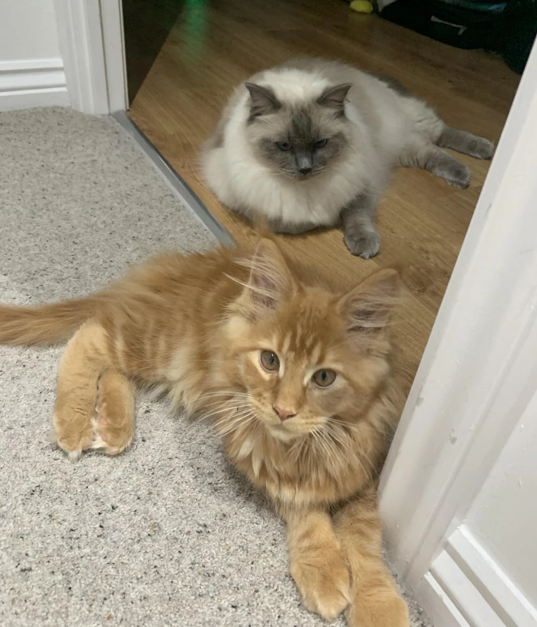 Our new little princess Tia and her grumpy big brother Mochi | Scrolller