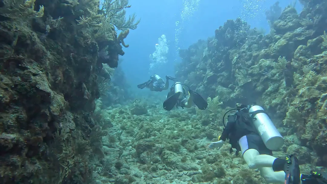 Utila, Honduras: Exploring the Reefs | Scrolller