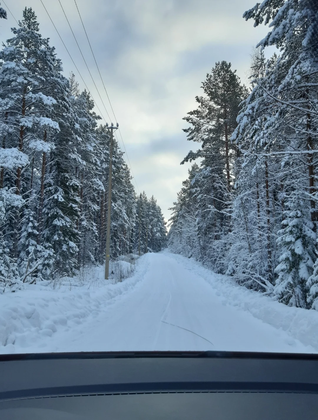 Snowy trees | Scrolller