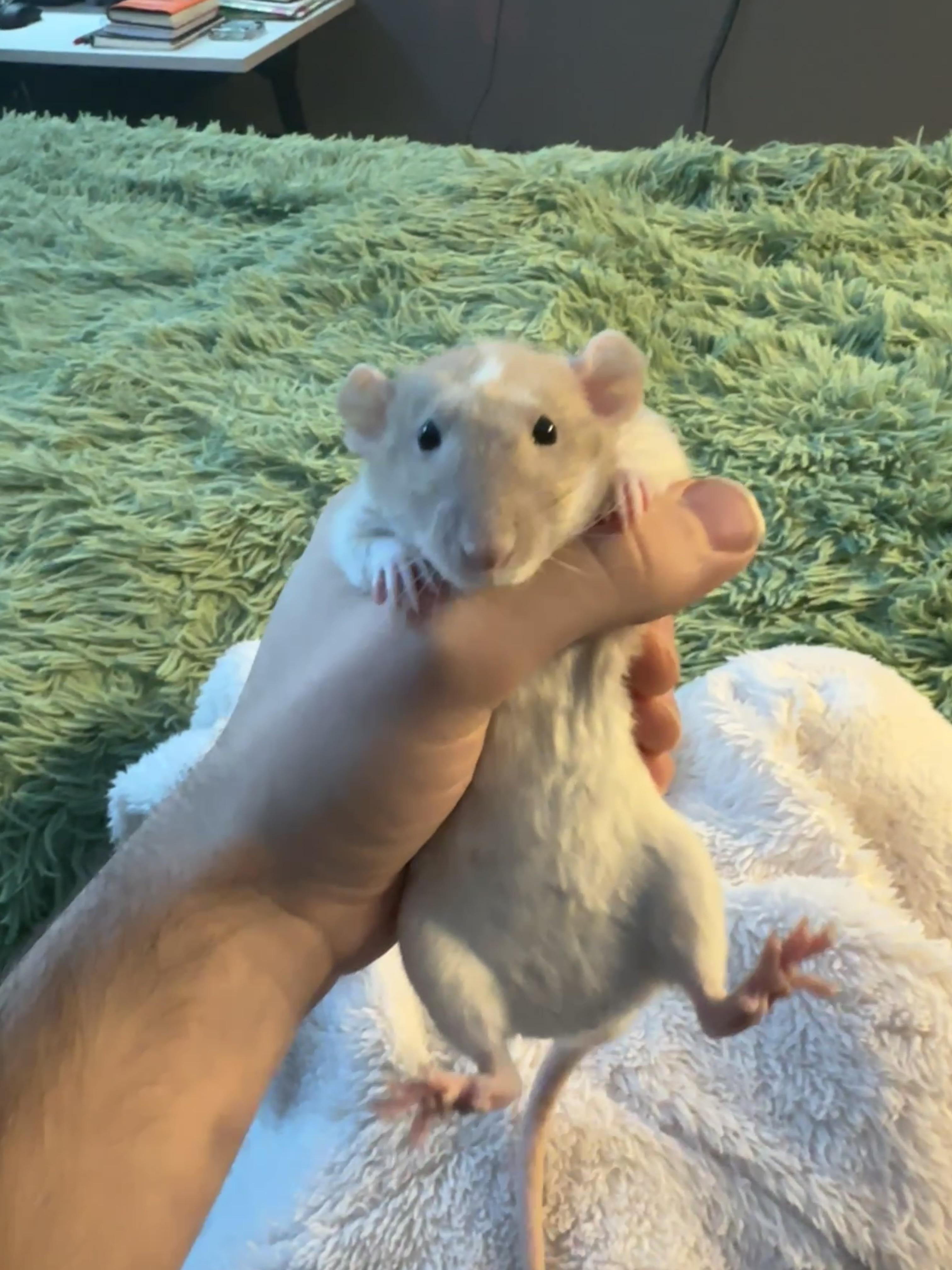 Kepler owes you money | Scrolller