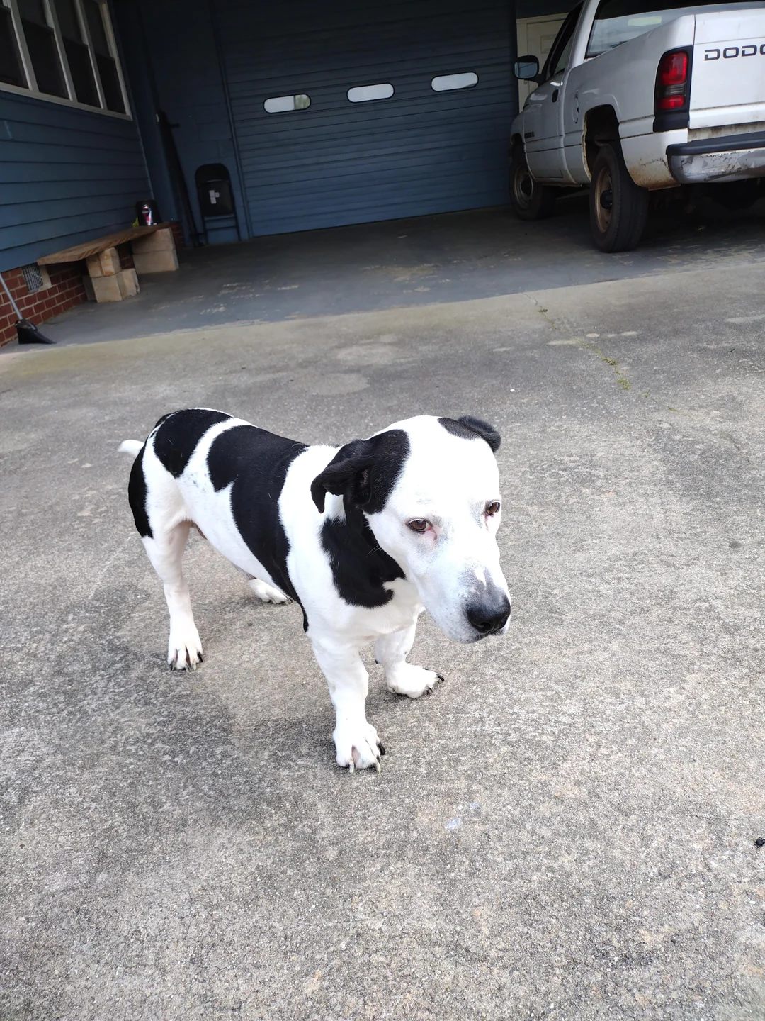 this is Han Solo aka my little booboo man | Scrolller