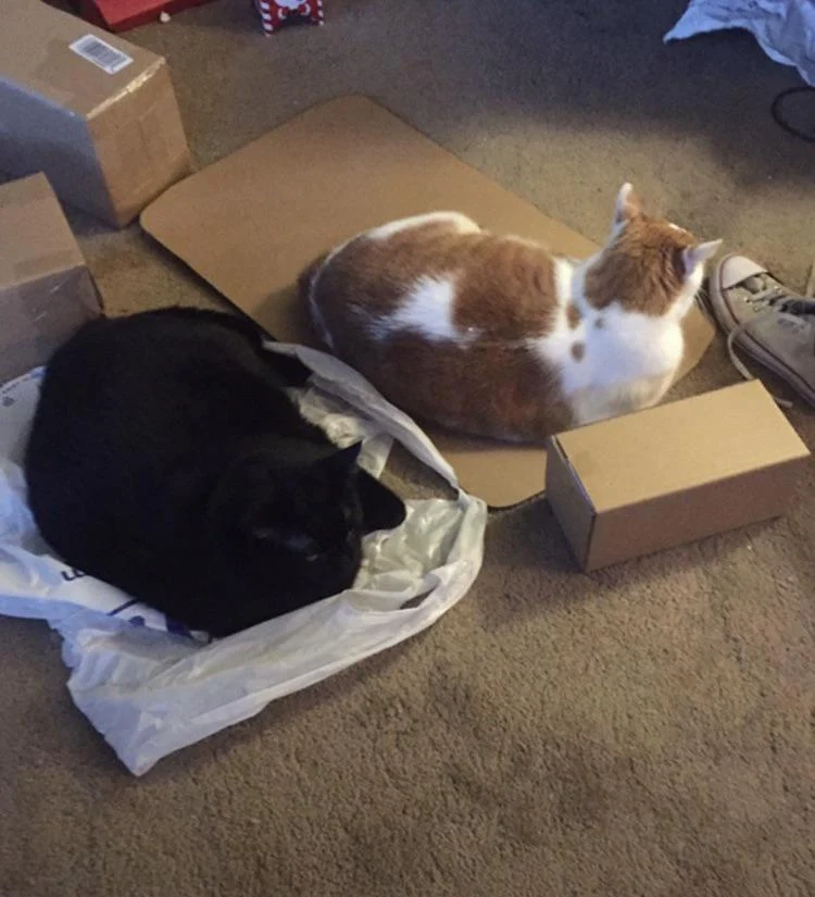 Double trap | Scrolller