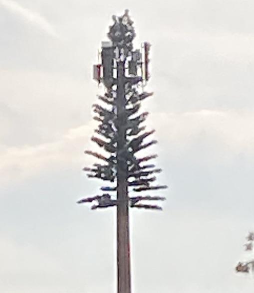 Undercover Tree | Scrolller