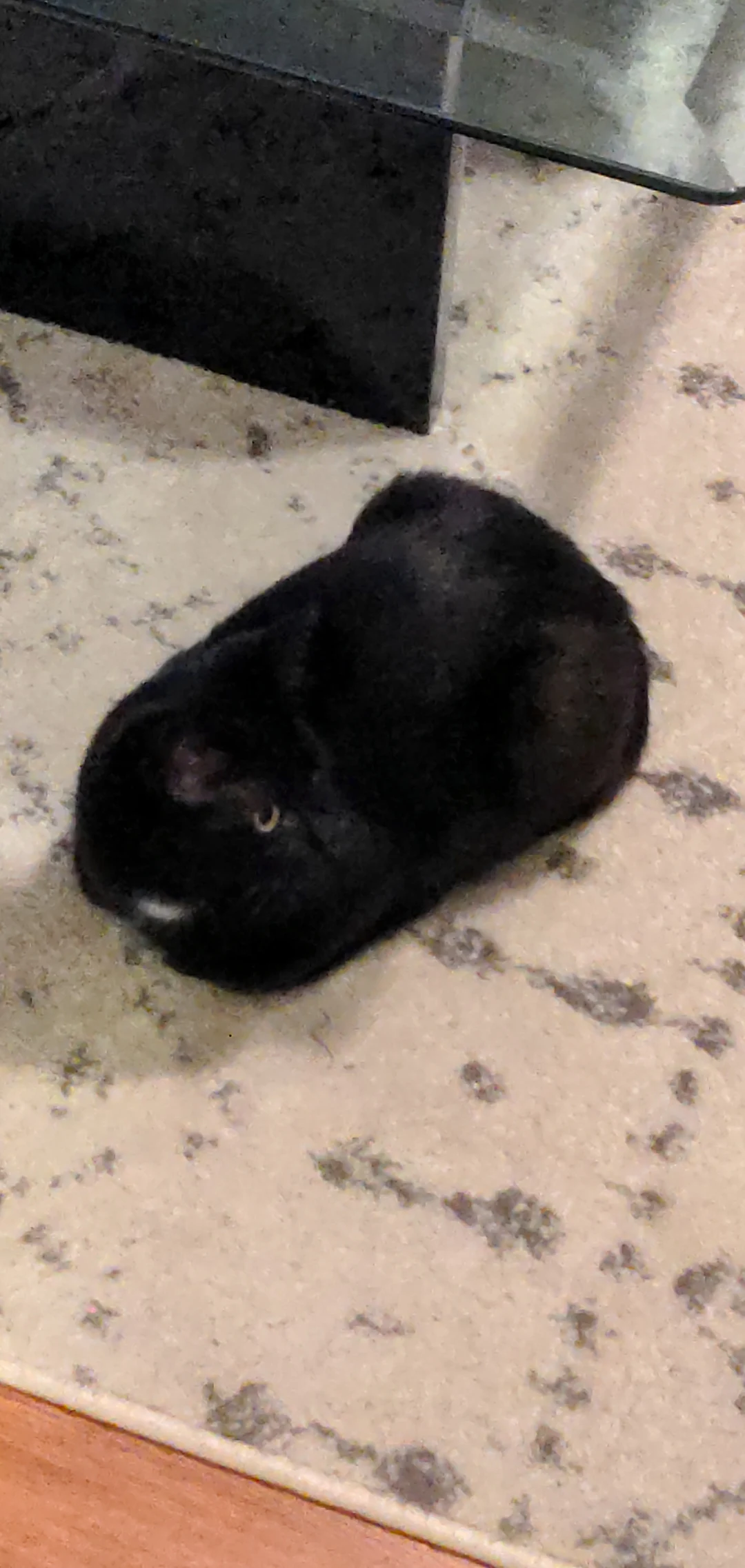 Basil's Second 10/10 Loaf Caught on Camera! | Scrolller