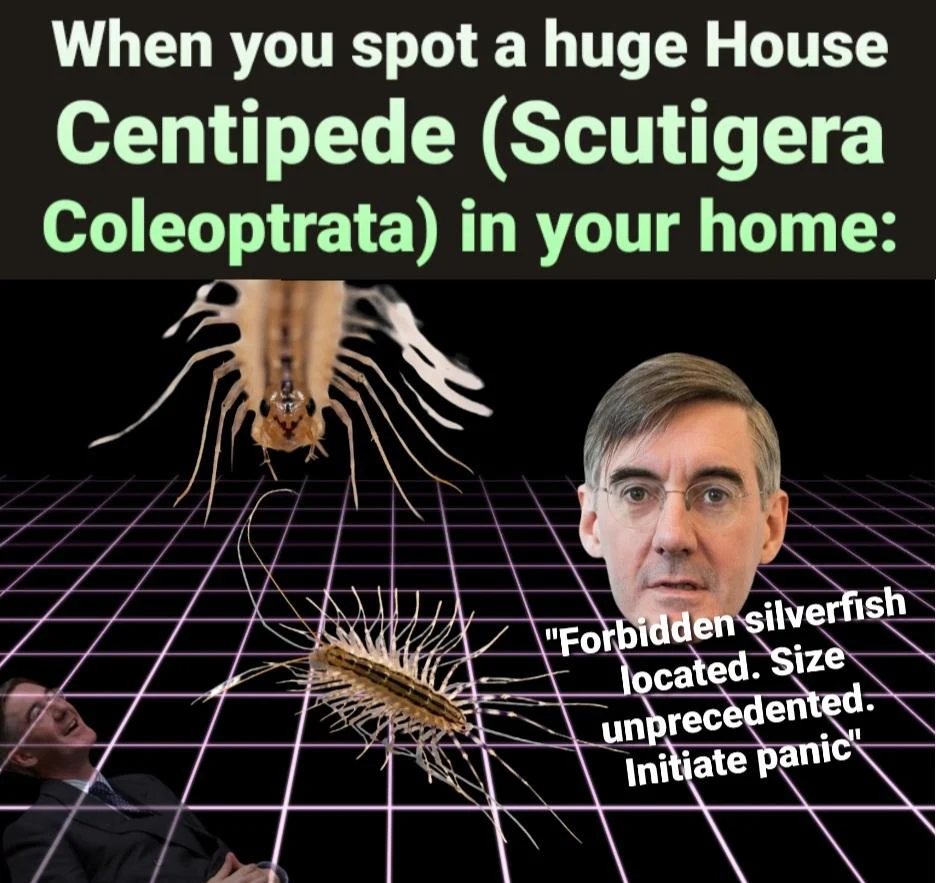 Massive house centipede | Scrolller