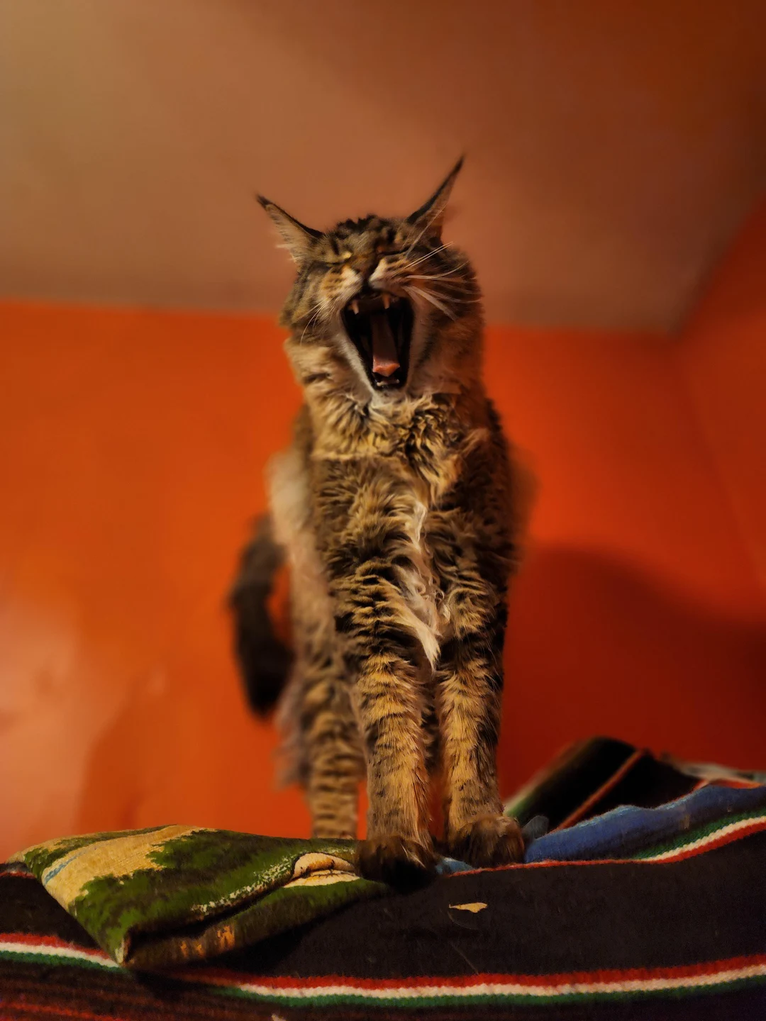 I am Hunter, hear me roar! | Scrolller