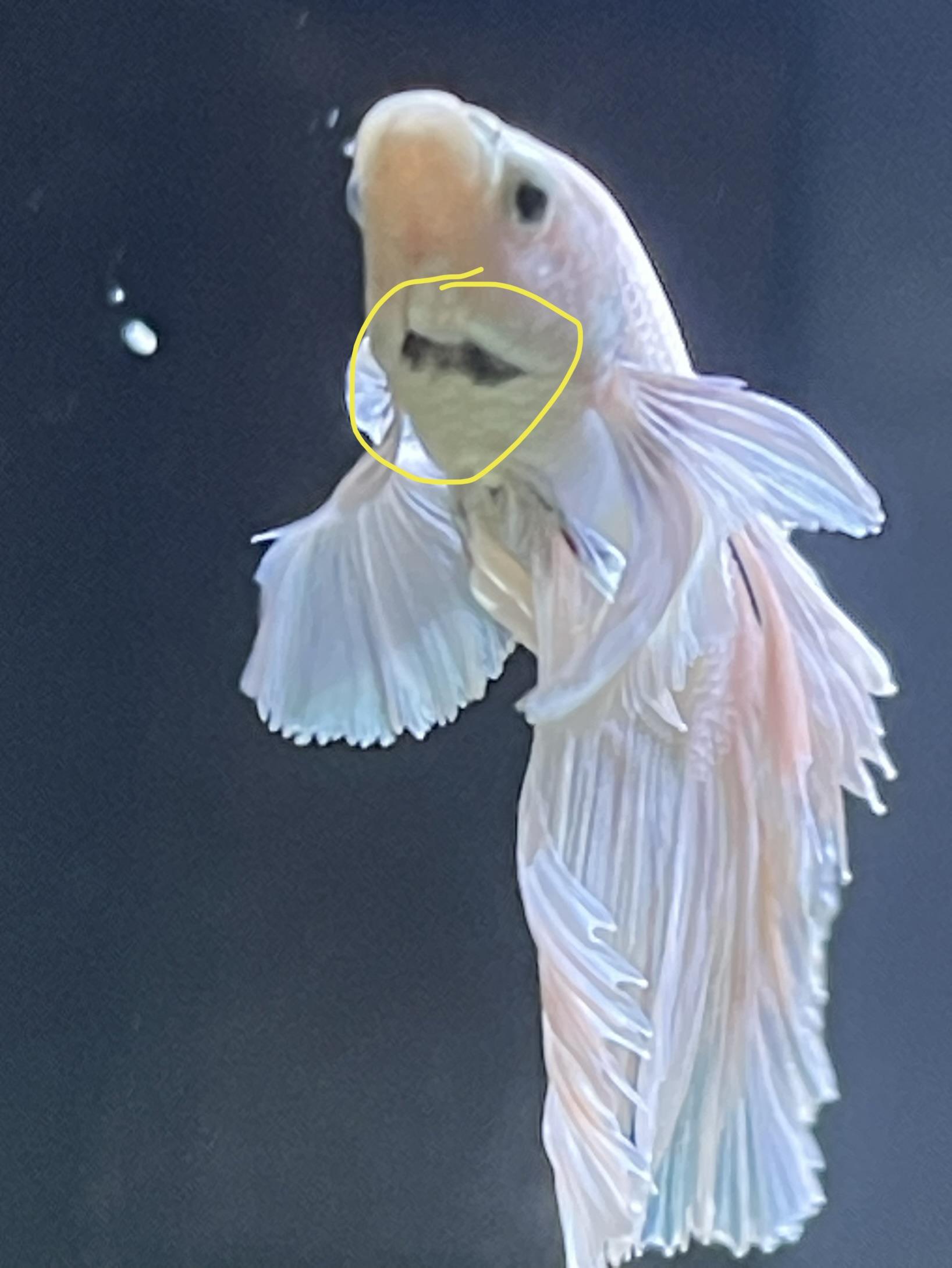 What are these things in my Betta? | Scrolller