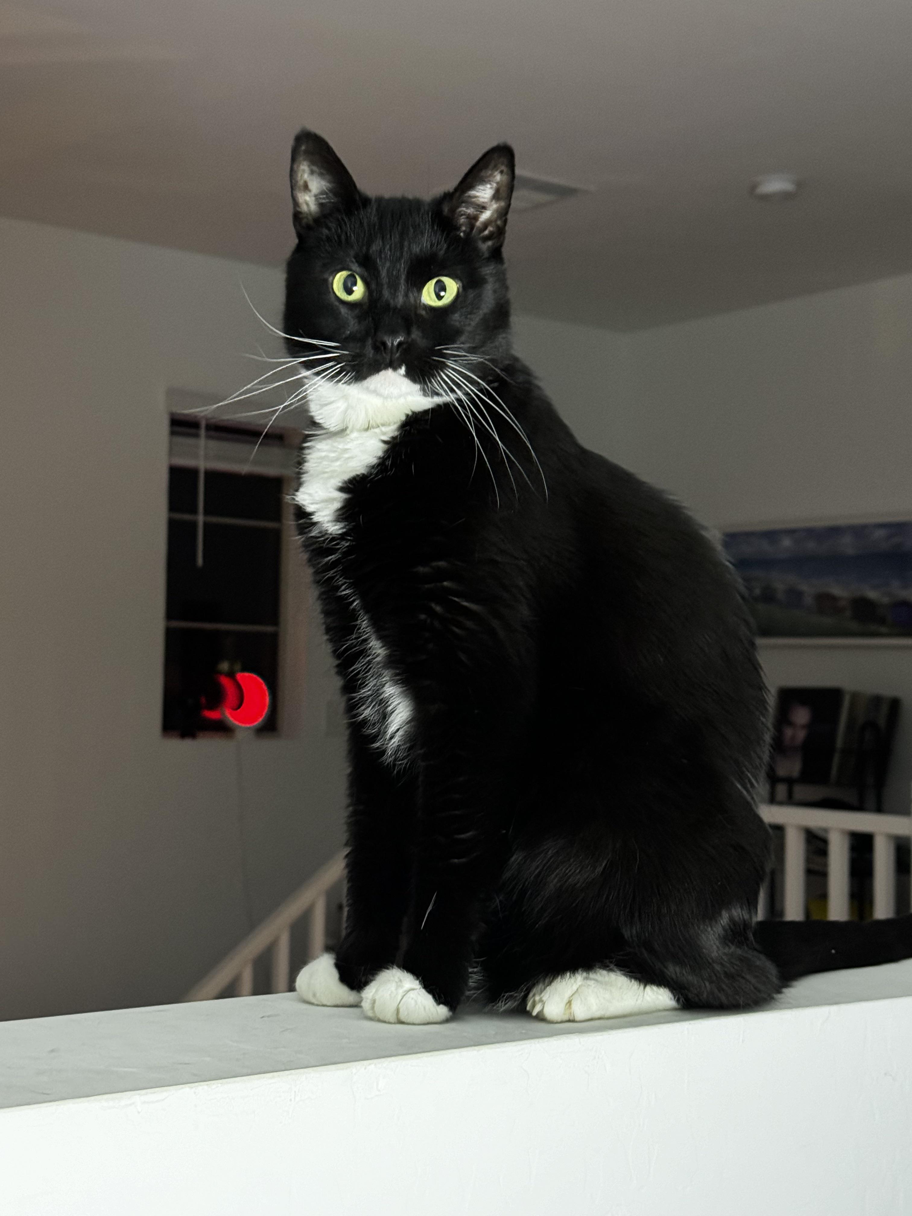 Kennedy, AKA Mr. Curiosity | Scrolller