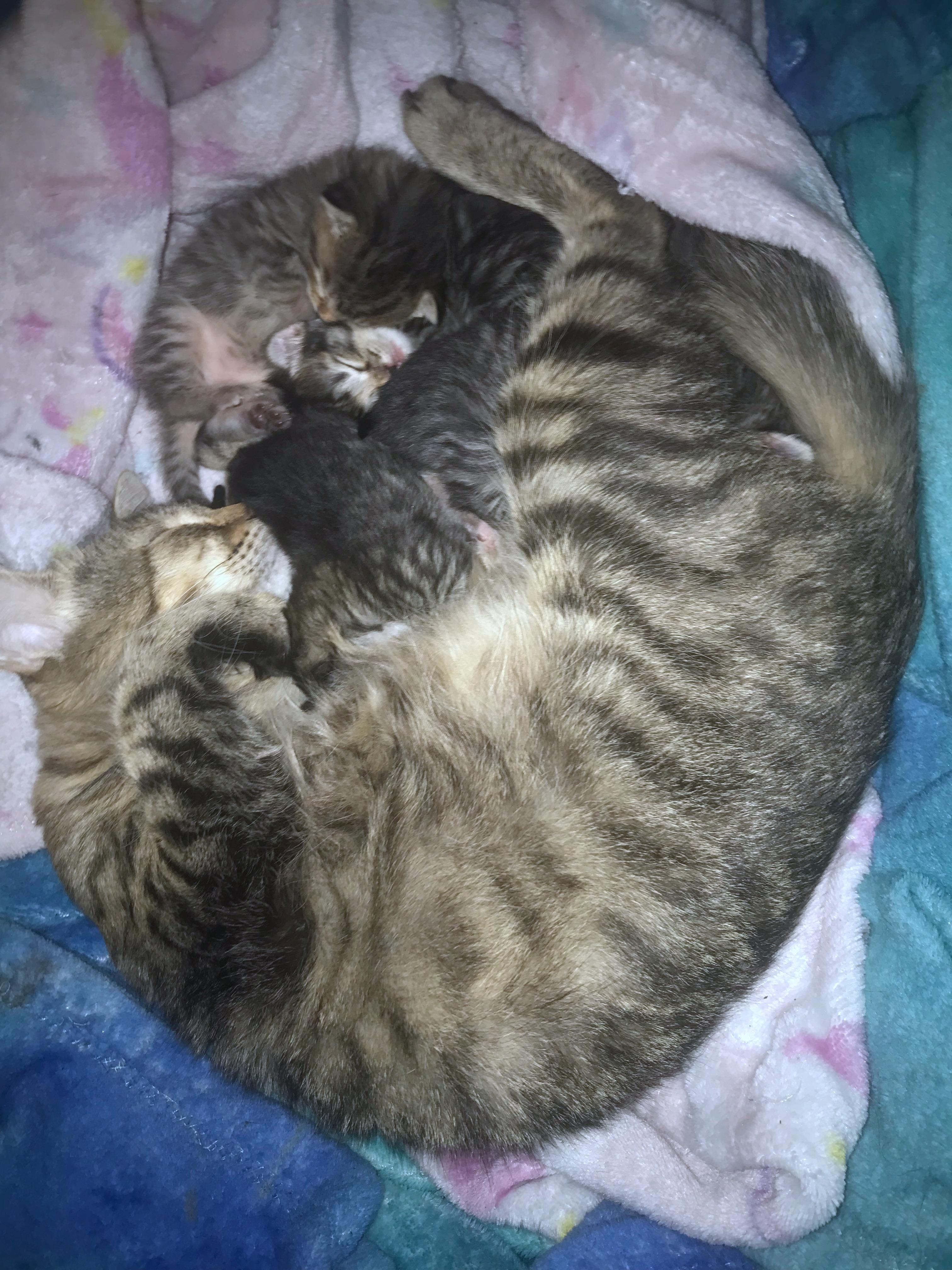 Momma cat and her kittens cuddling | Scrolller