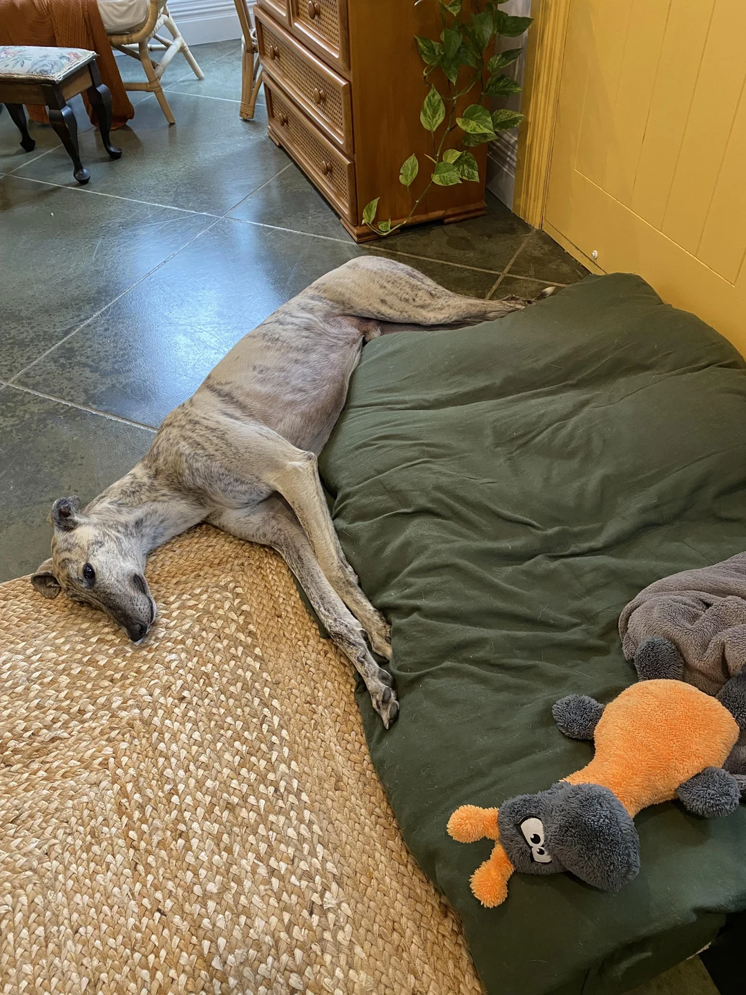 Classic greyhound behavior | Scrolller