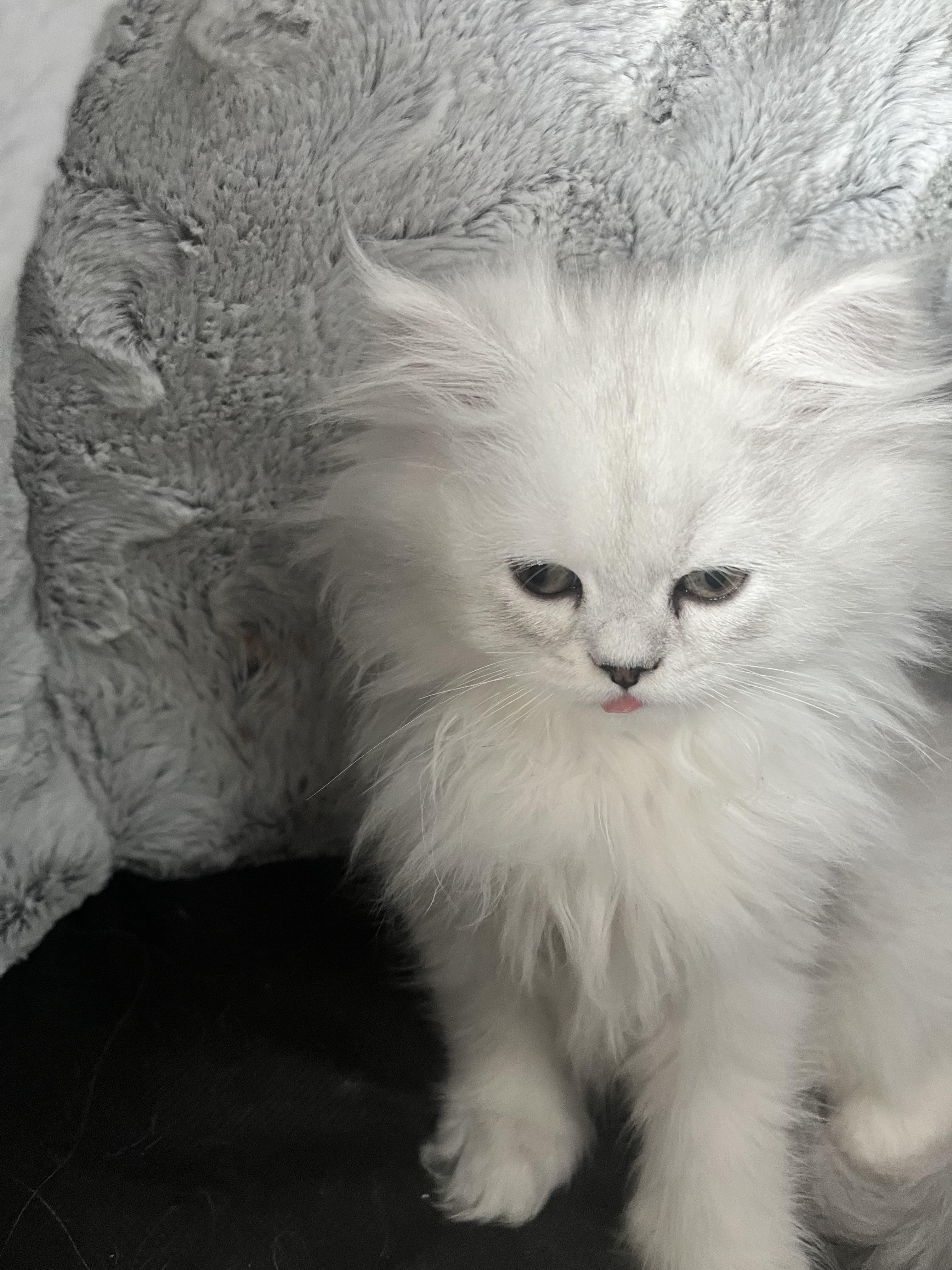 This is Poncho and his 1st Blep | Scrolller