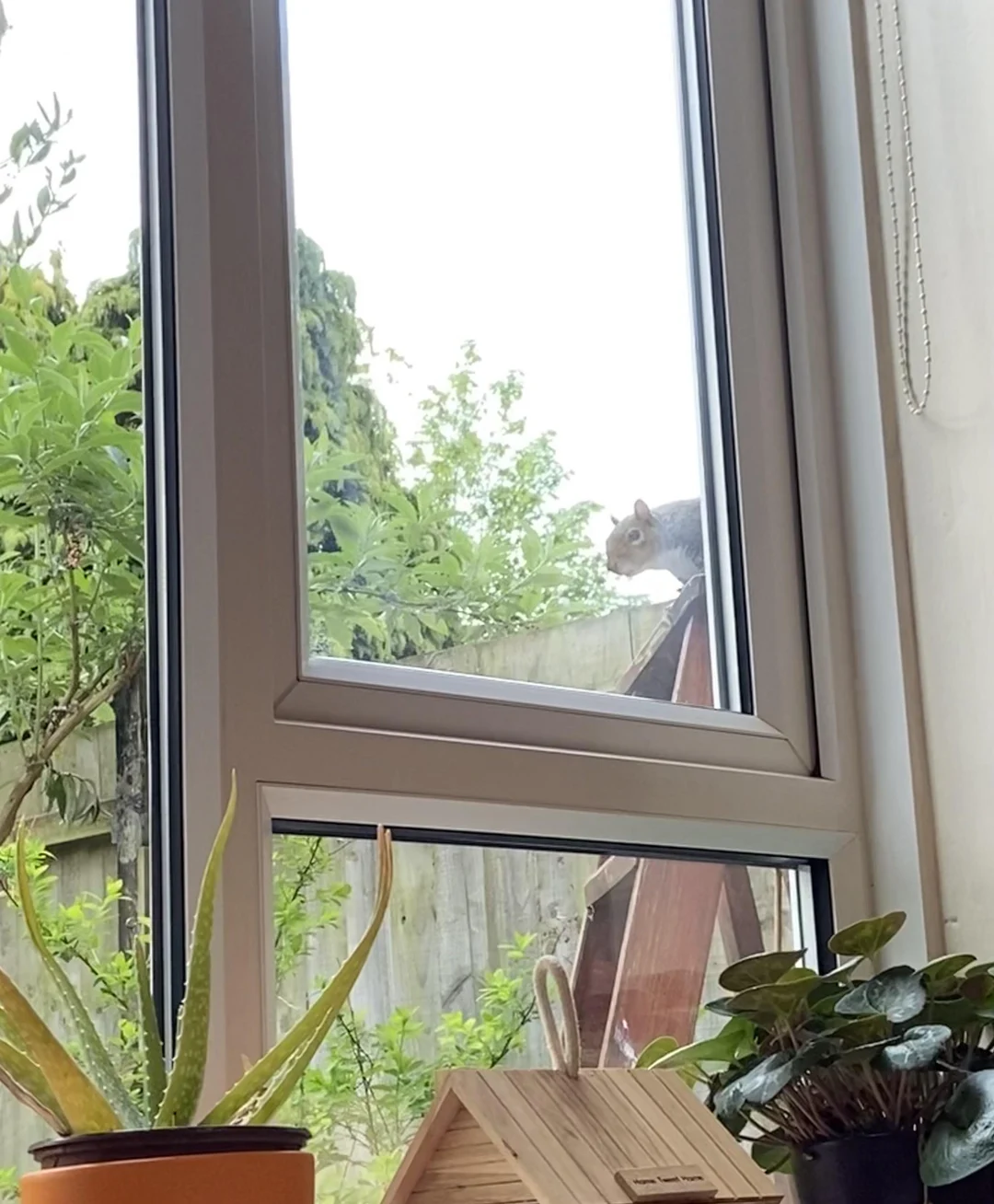Peeping Tom Squirrel | Scrolller