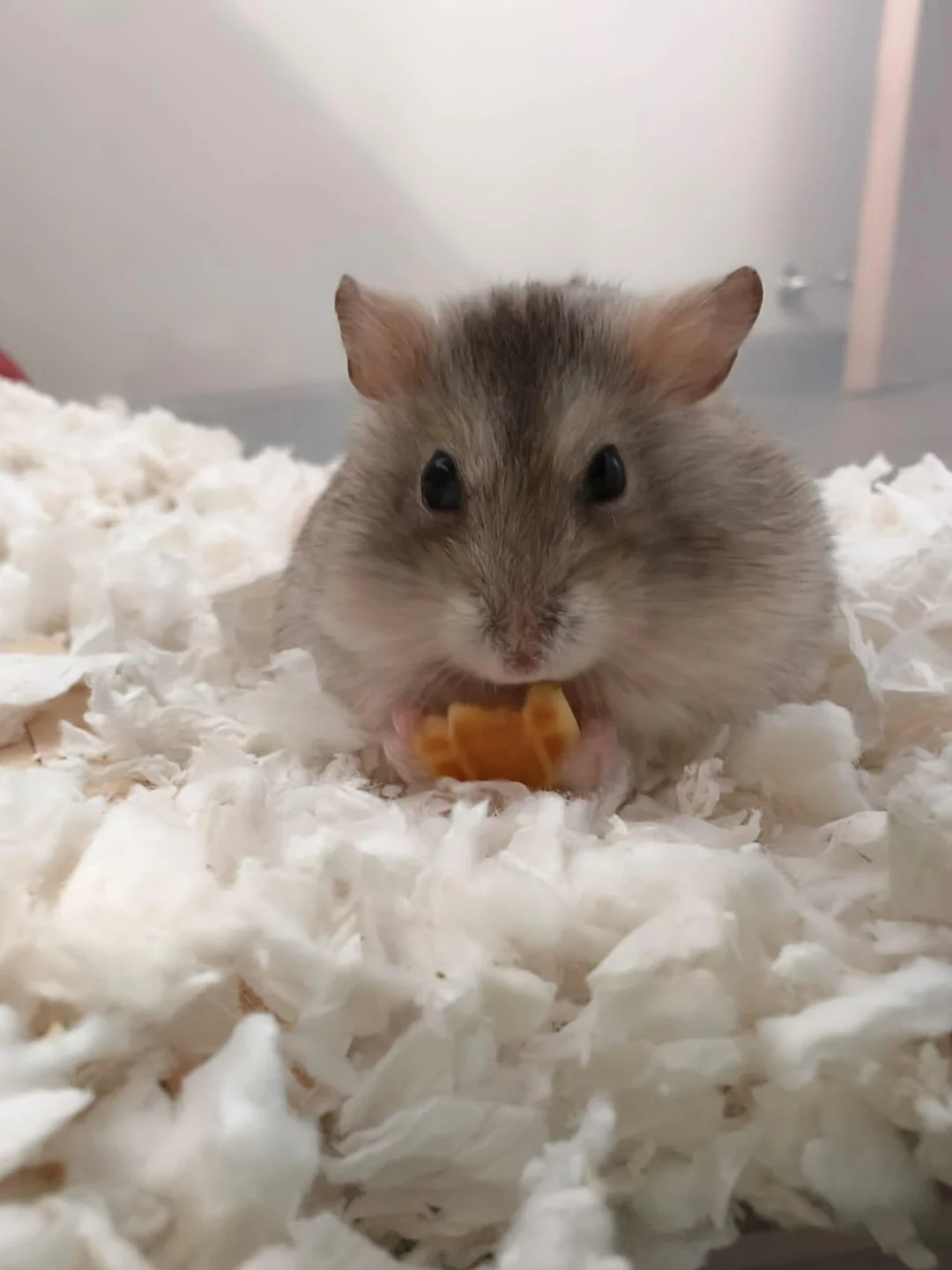 My cousin's hamster | Scrolller