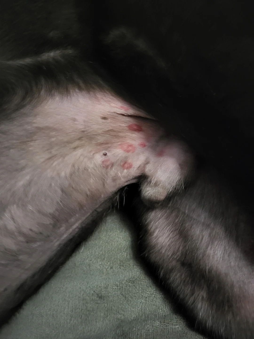 Bug Bute Mark's on hound | Scrolller