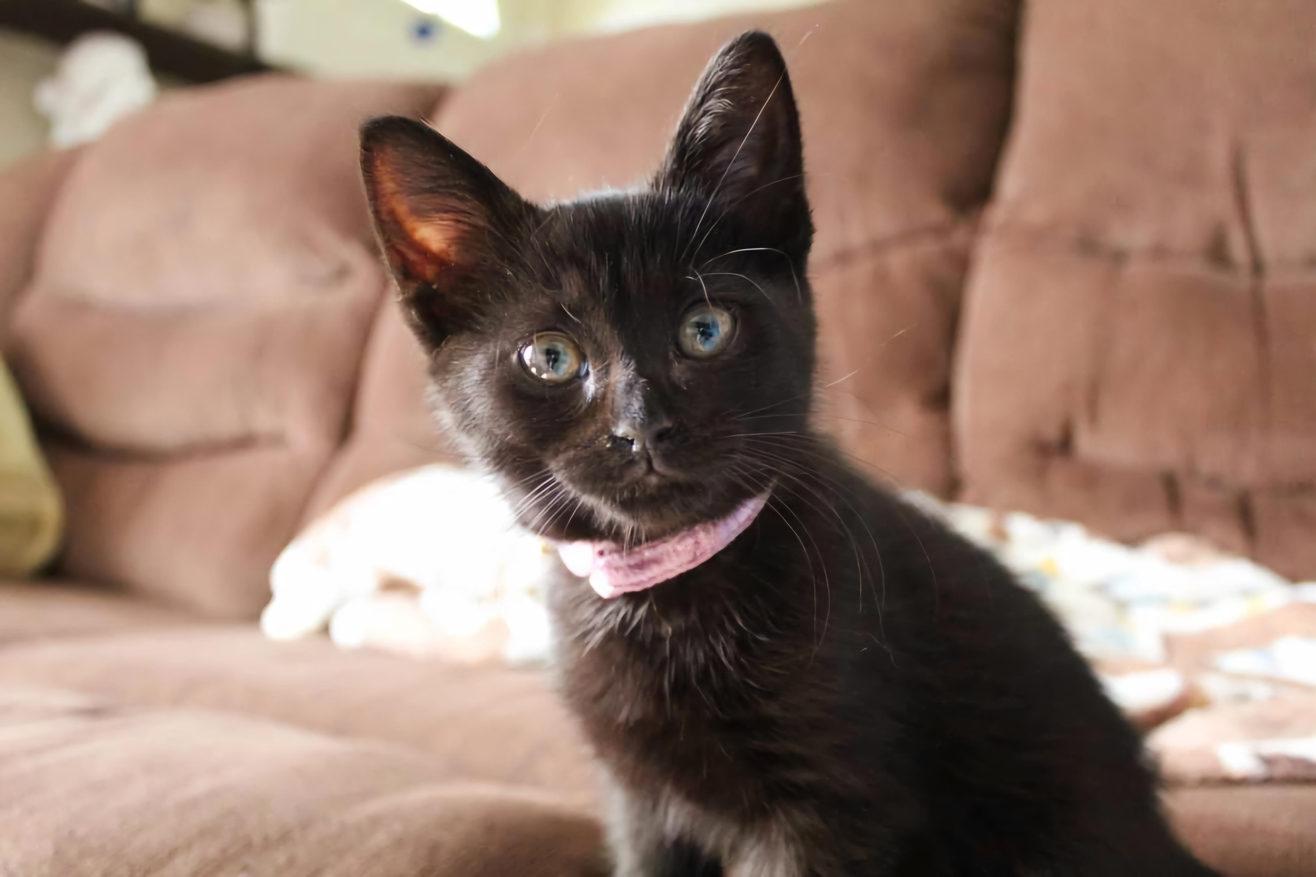 New Kitten | Scrolller