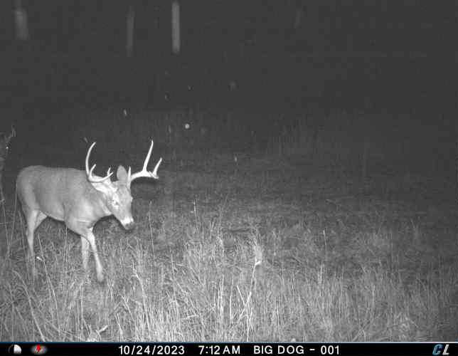 Yellowstone River Bucks Coming in for the Rut. | Scrolller