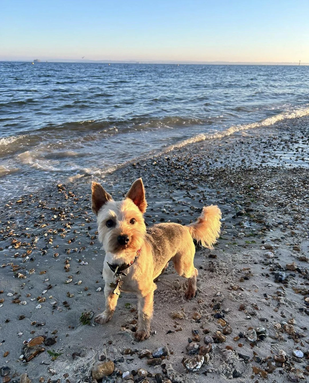 Toby at the beach. | Scrolller