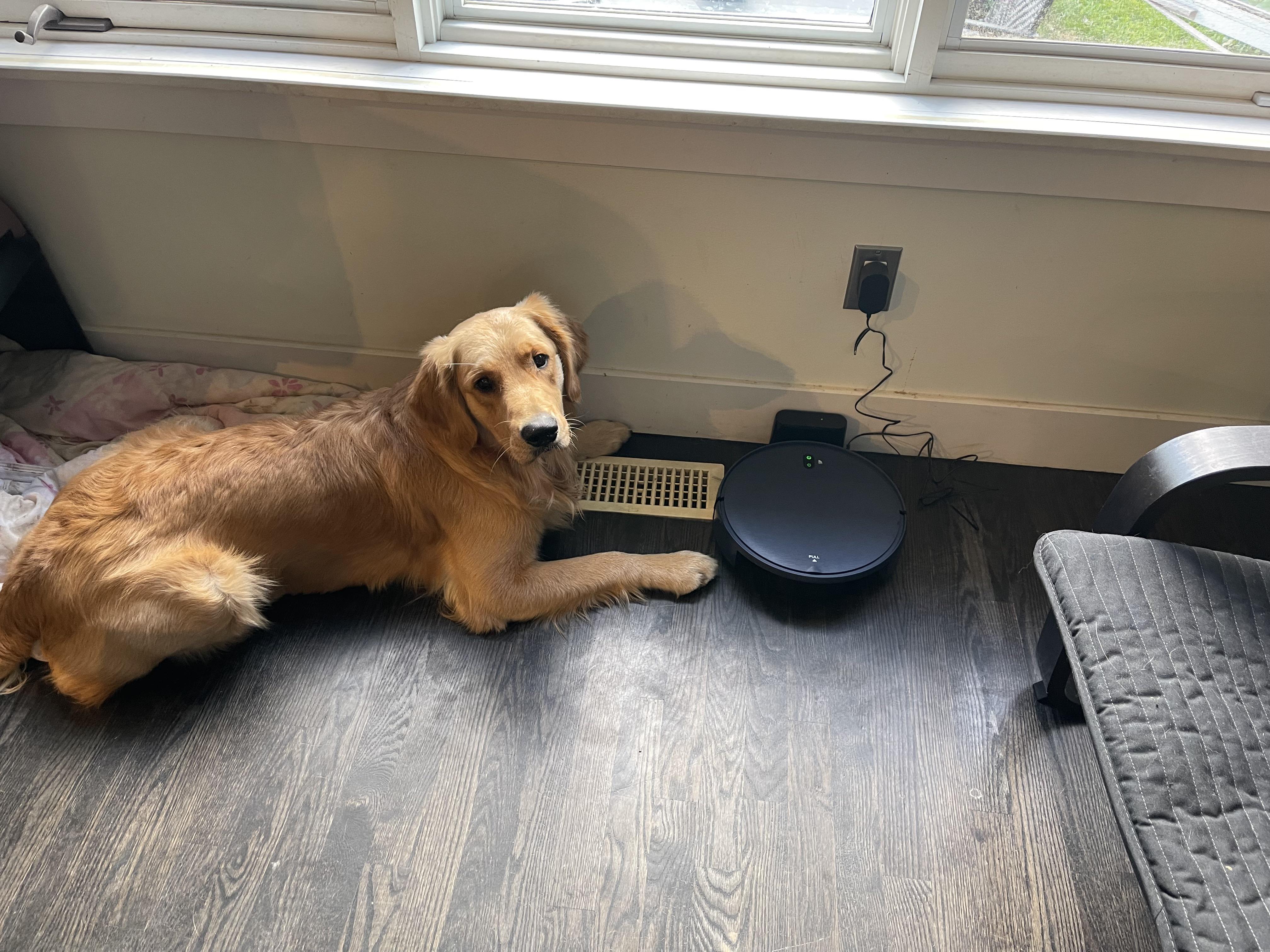 Anyone Else Have a Golden with Insane Patience? | Scrolller