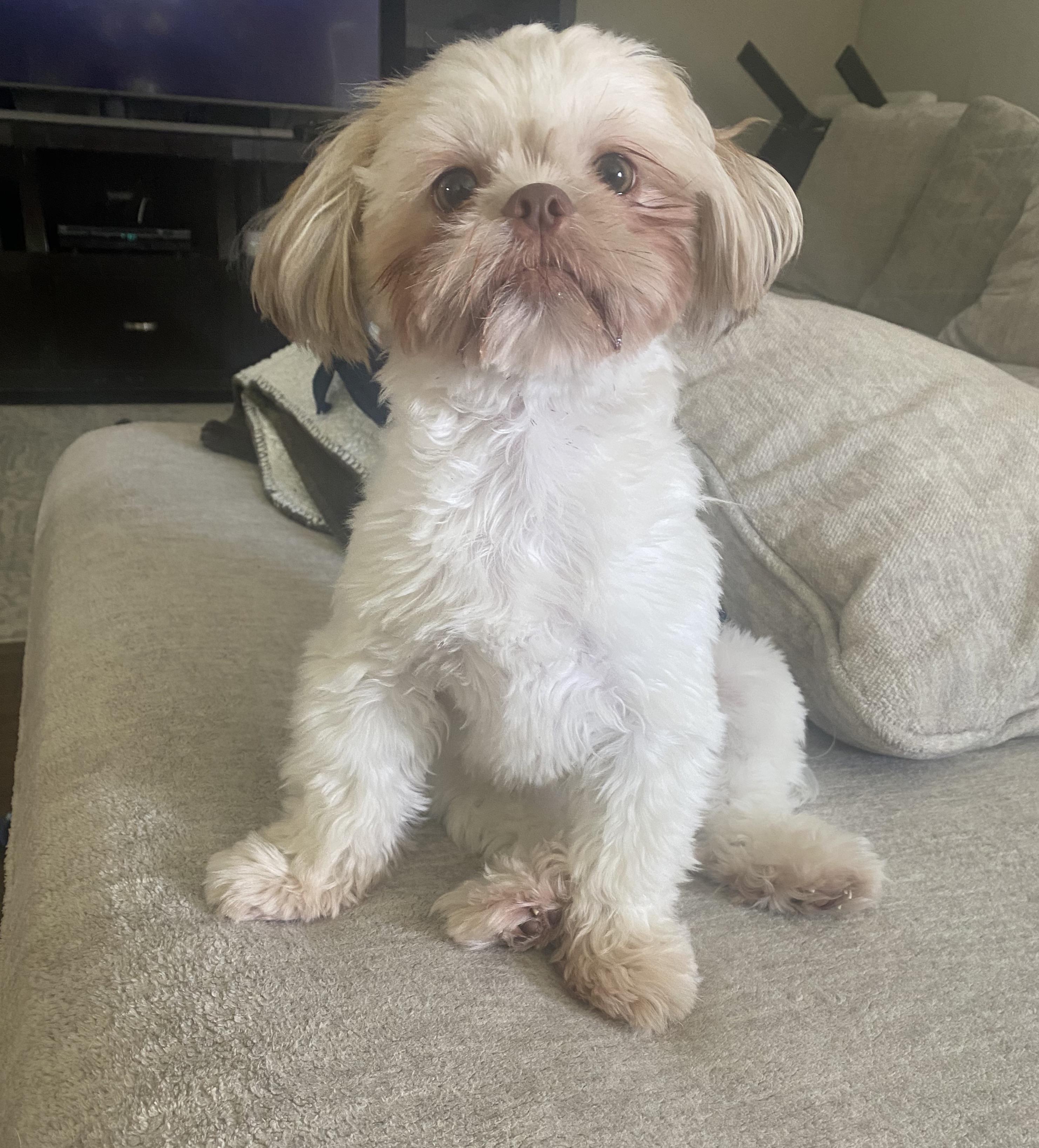 Help with potty training my 1 year old Tzu. | Scrolller