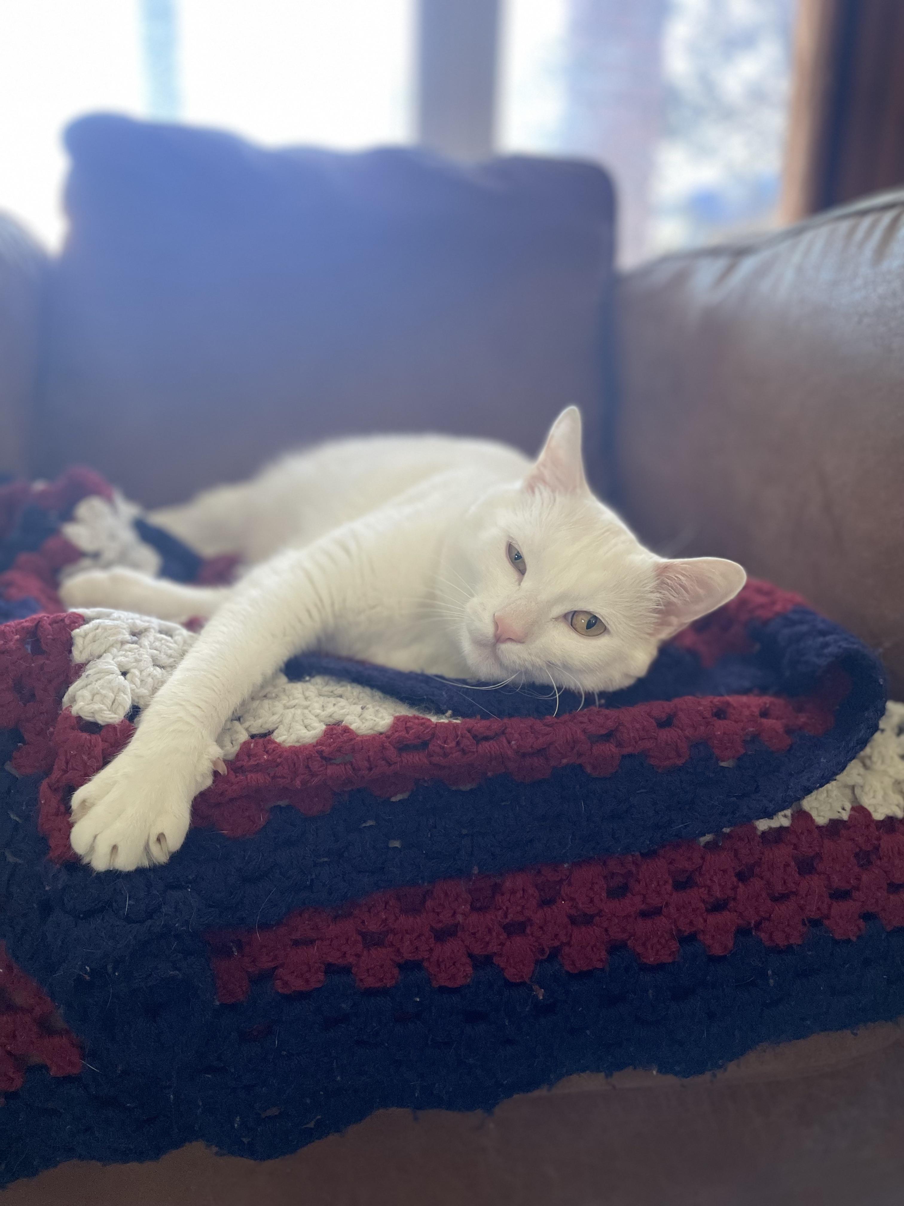 Meet Archie | Scrolller