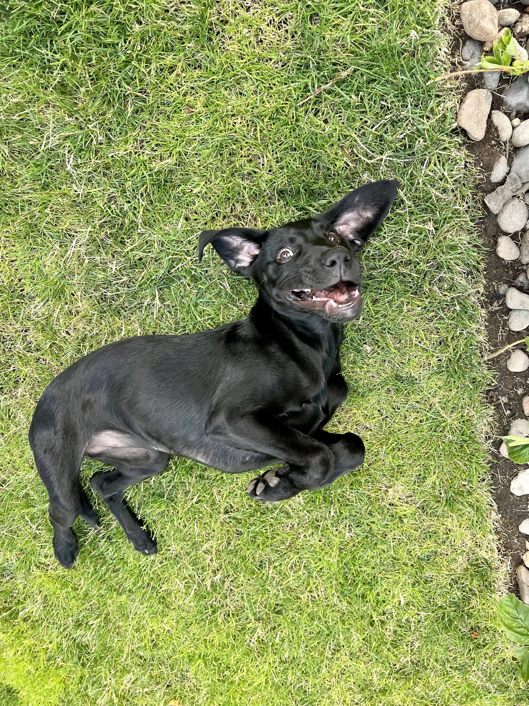 Gargoyle Face | Scrolller