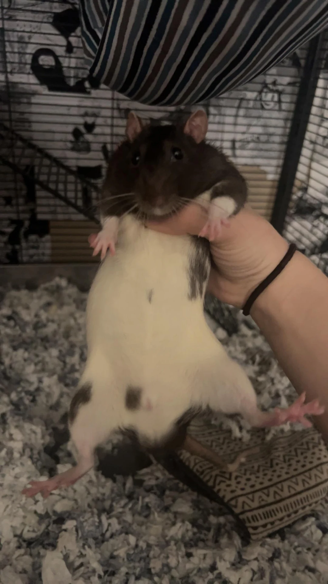 How much were your rats? | Scrolller