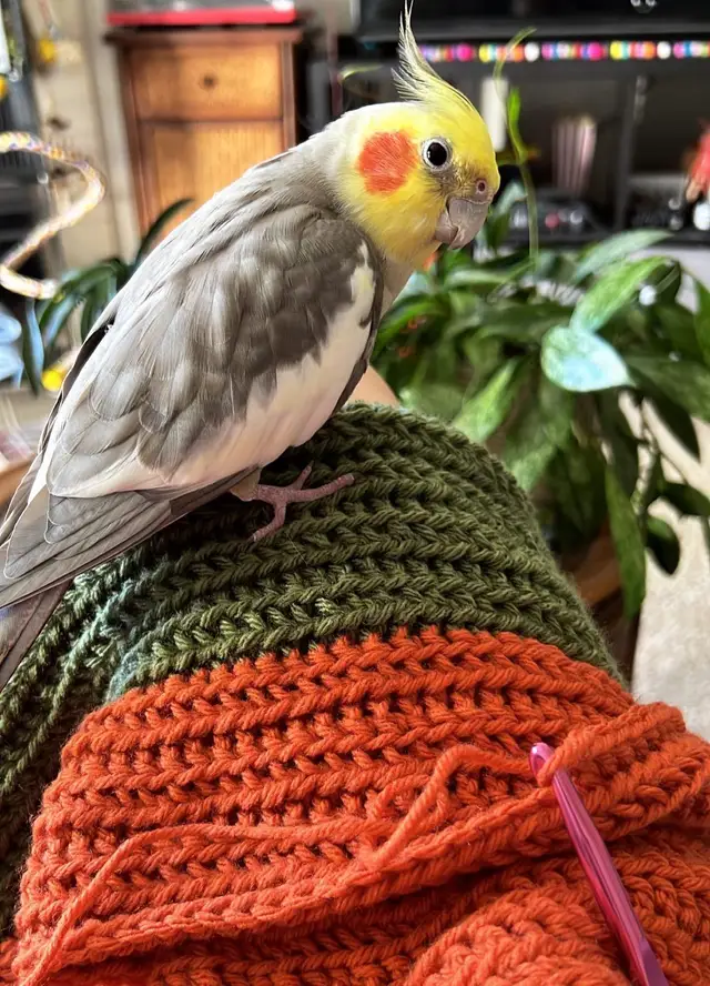 Junji is proud of his crochet project | Scrolller