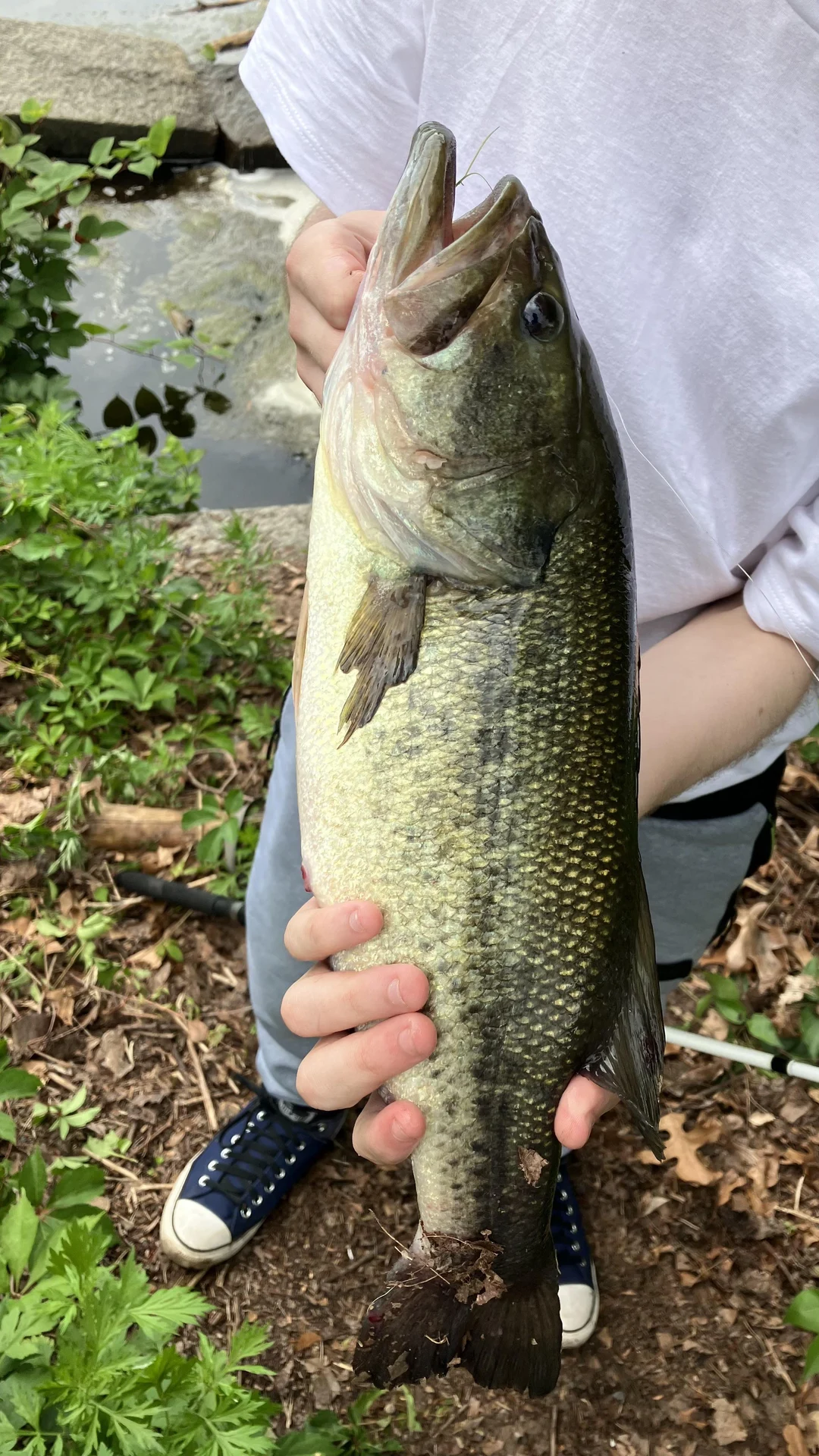 roughly how many lbs? | Scrolller