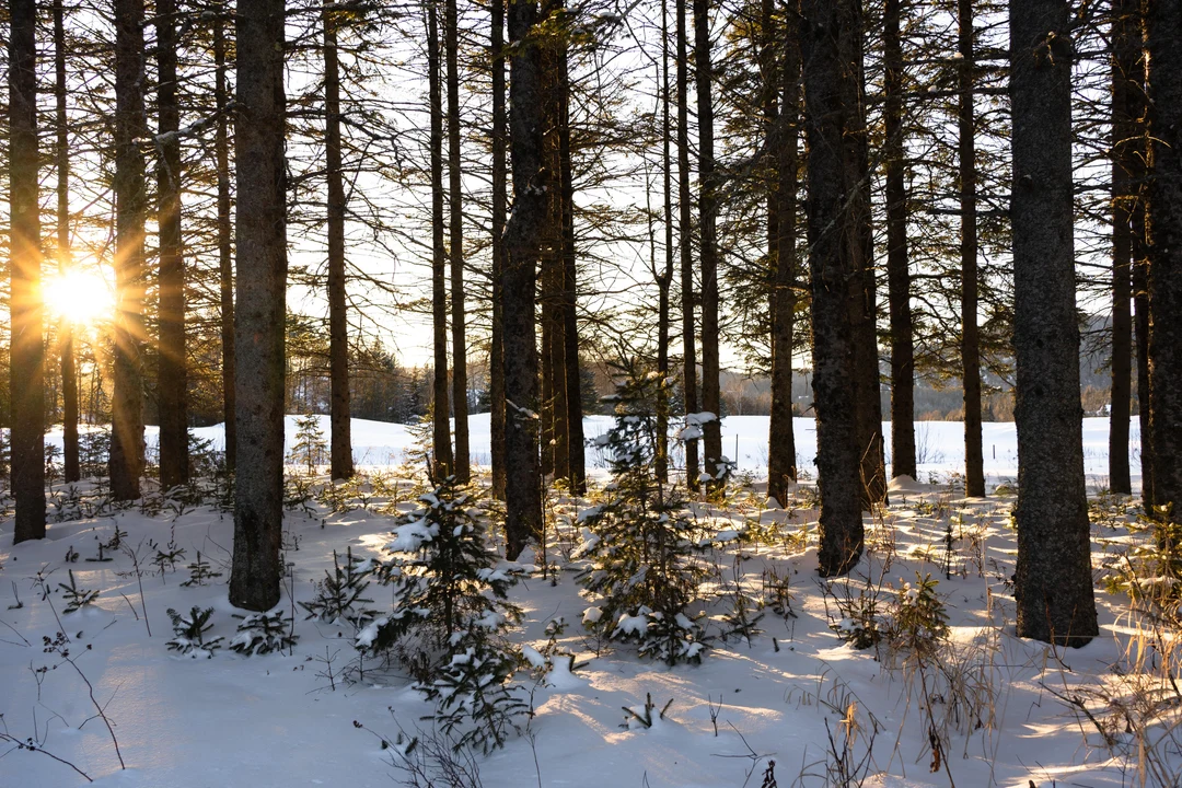 Snowy Forest, Quebec [OC][6000x4000][IG @wagstaffmedia] | Scrolller