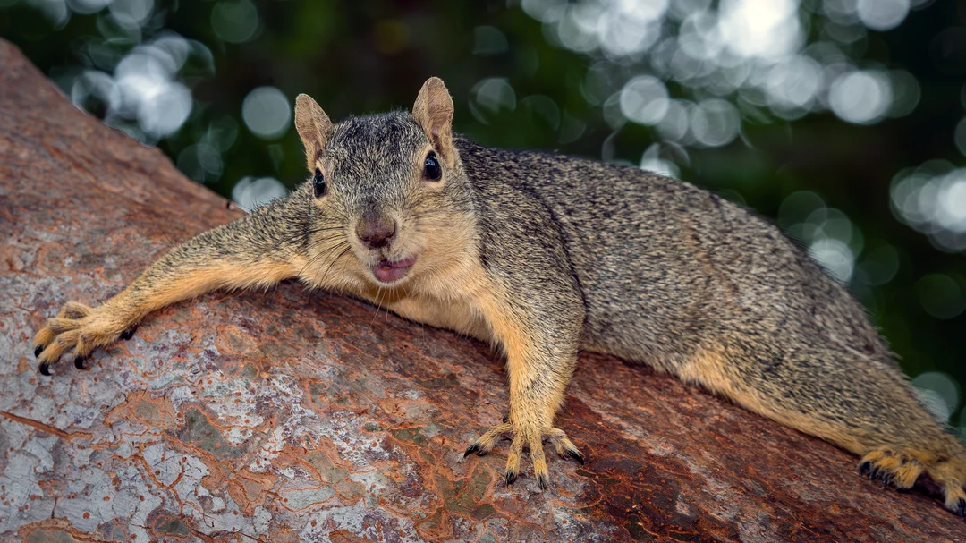 Tongue in cheek squirrel | Scrolller