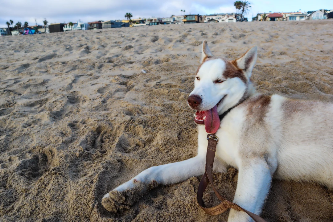 Beach day for Raiden | Scrolller