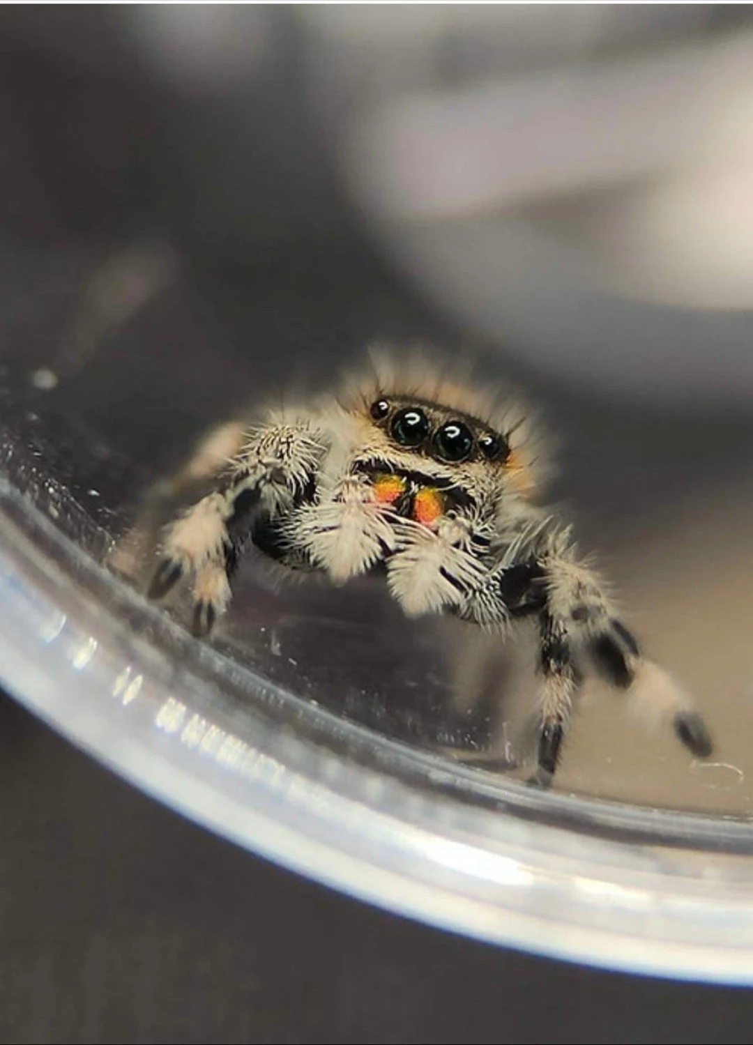 I'm sorry, but I think jumping spiders are cute. | Scrolller