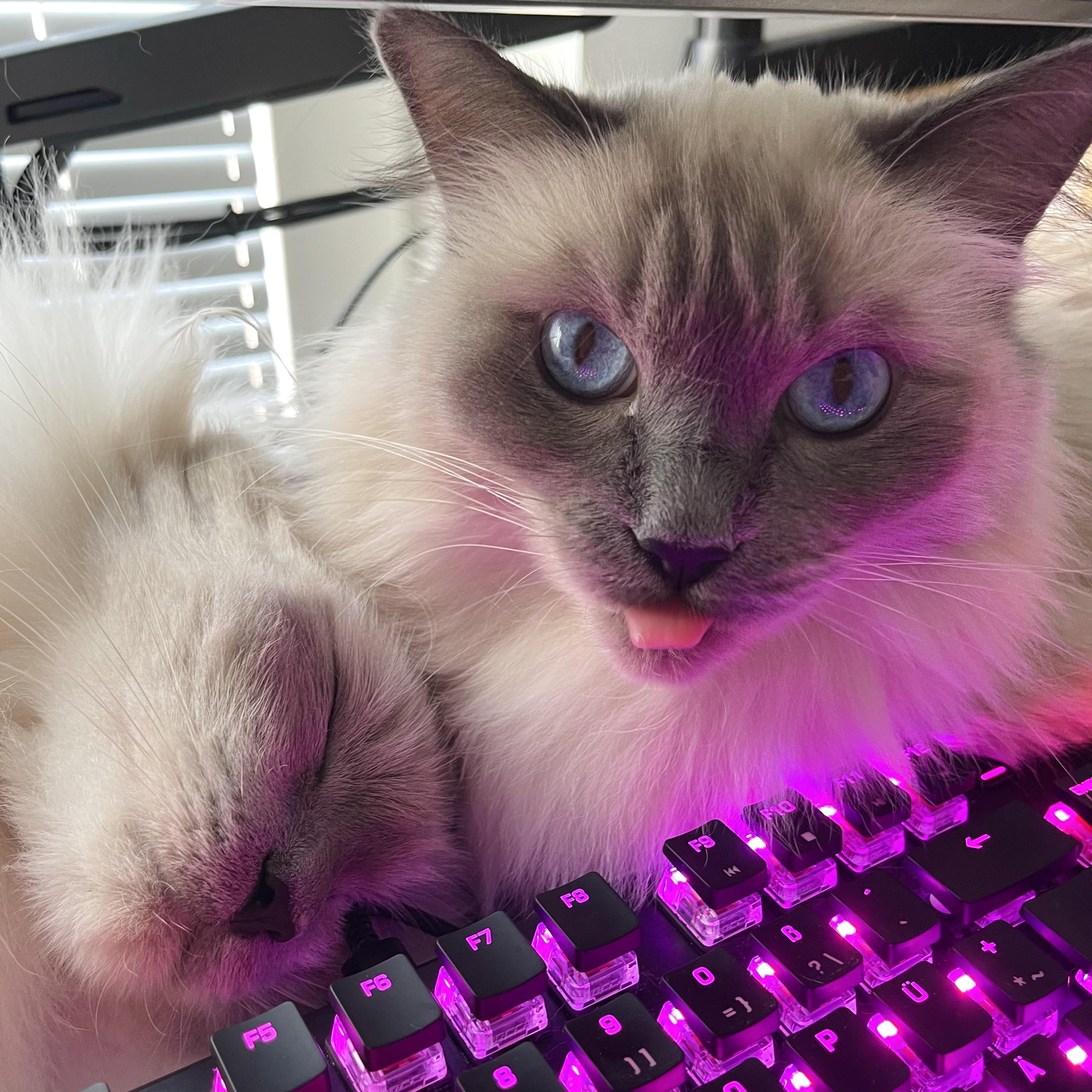 A rare Momo blep appeared! | Scrolller