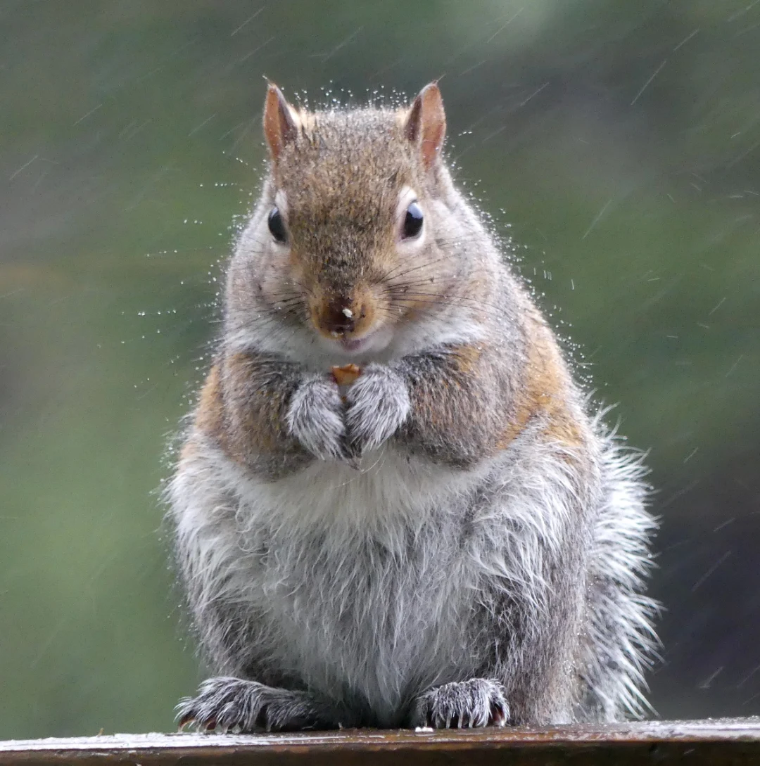 Rainy day squirrel | Scrolller