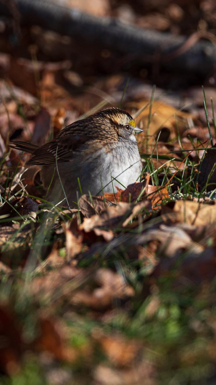 White throated sparrow | Scrolller