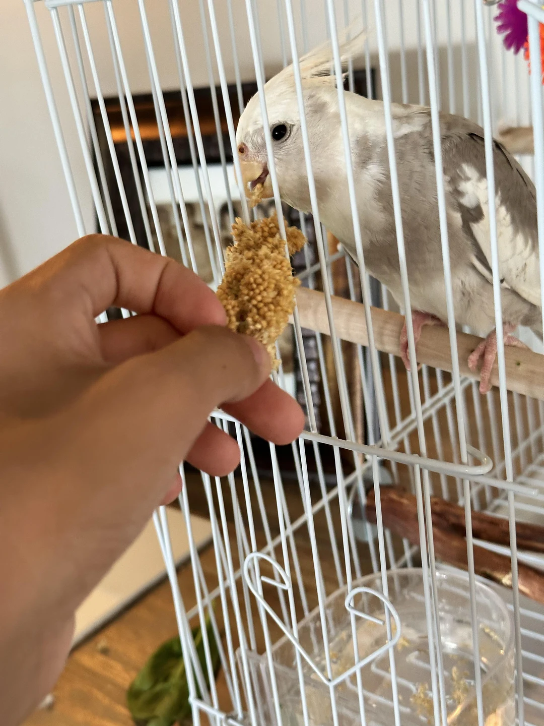 Biting at step up. | Scrolller