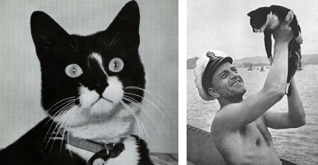 "Unsinkable Sam", the cat who survived 3 sunk ships during World War 2 (1940s) | Scrolller