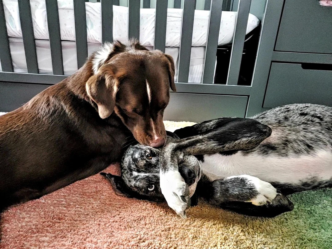 Ludo and Ziggy | Scrolller