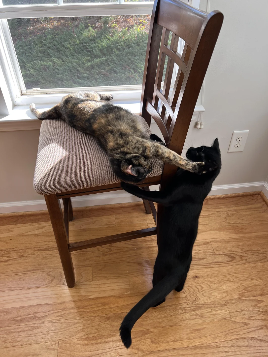 A mild slap | Scrolller