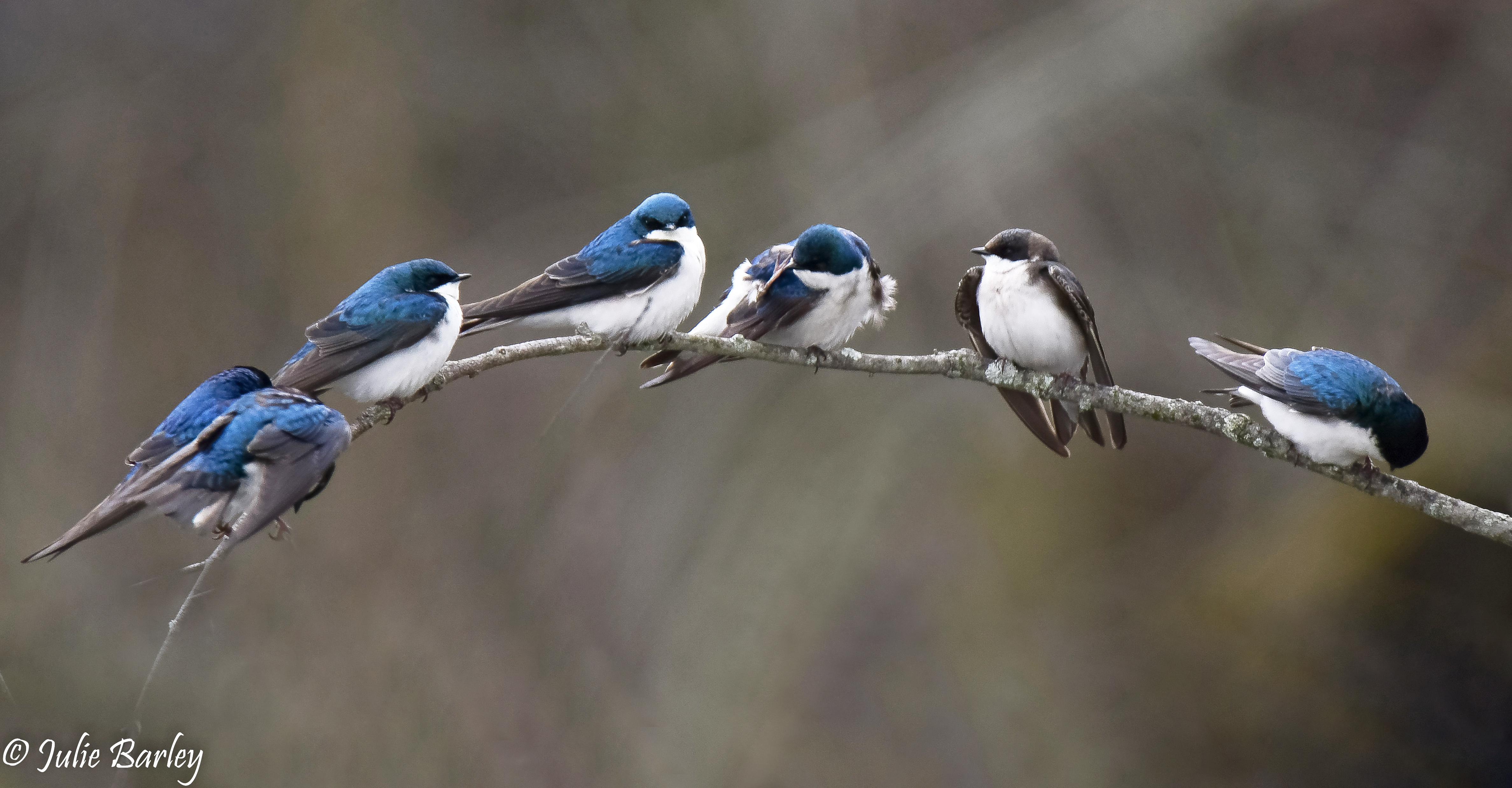 Swallows | Scrolller