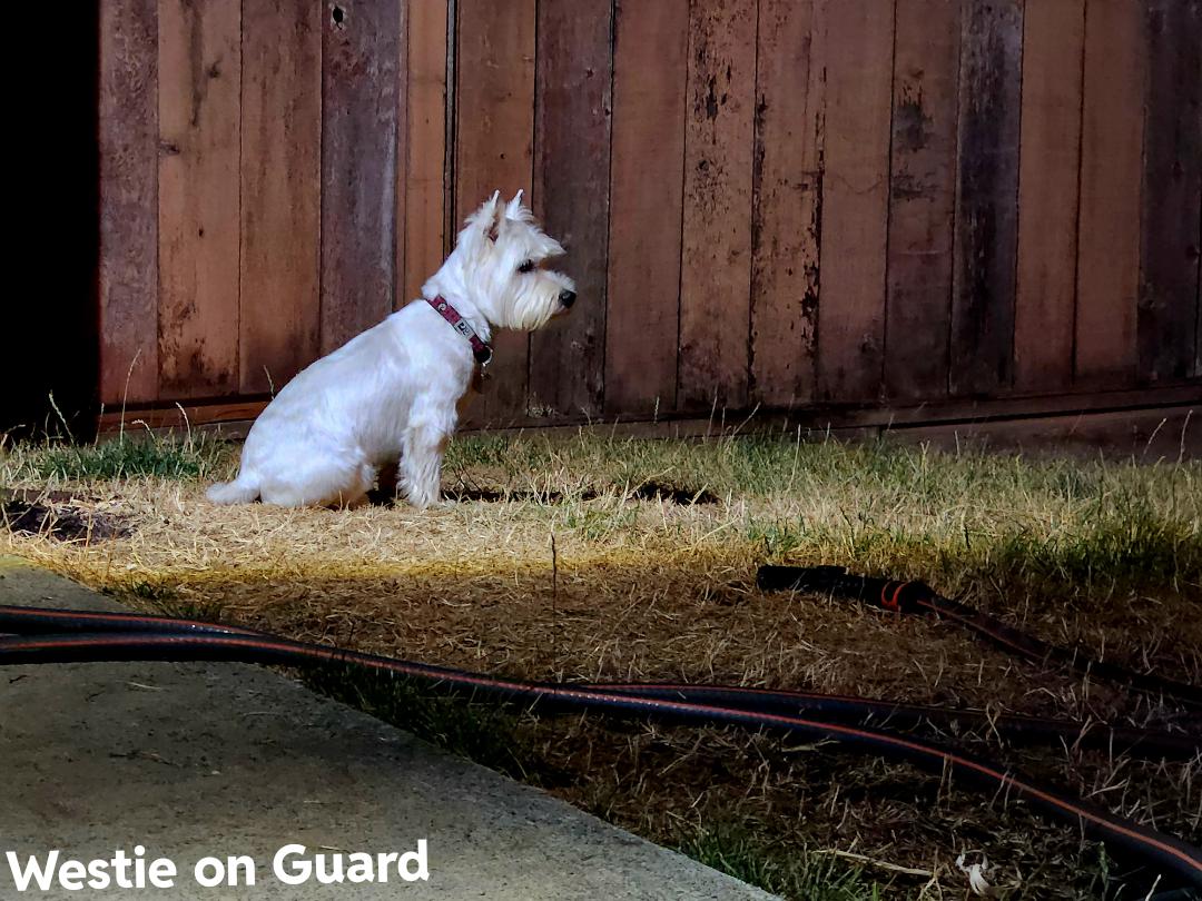 Westie on Guard | Scrolller