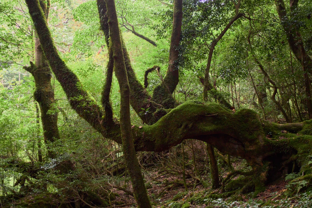 Moss Forest in Shiratani Unsuikyo, Yakushima, Japan [OC] [5184x3456] | Scrolller