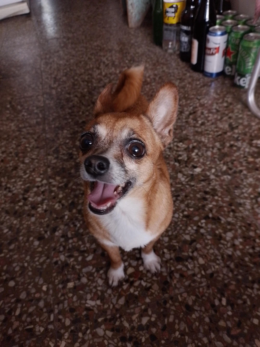 Happy puppy :) | Scrolller