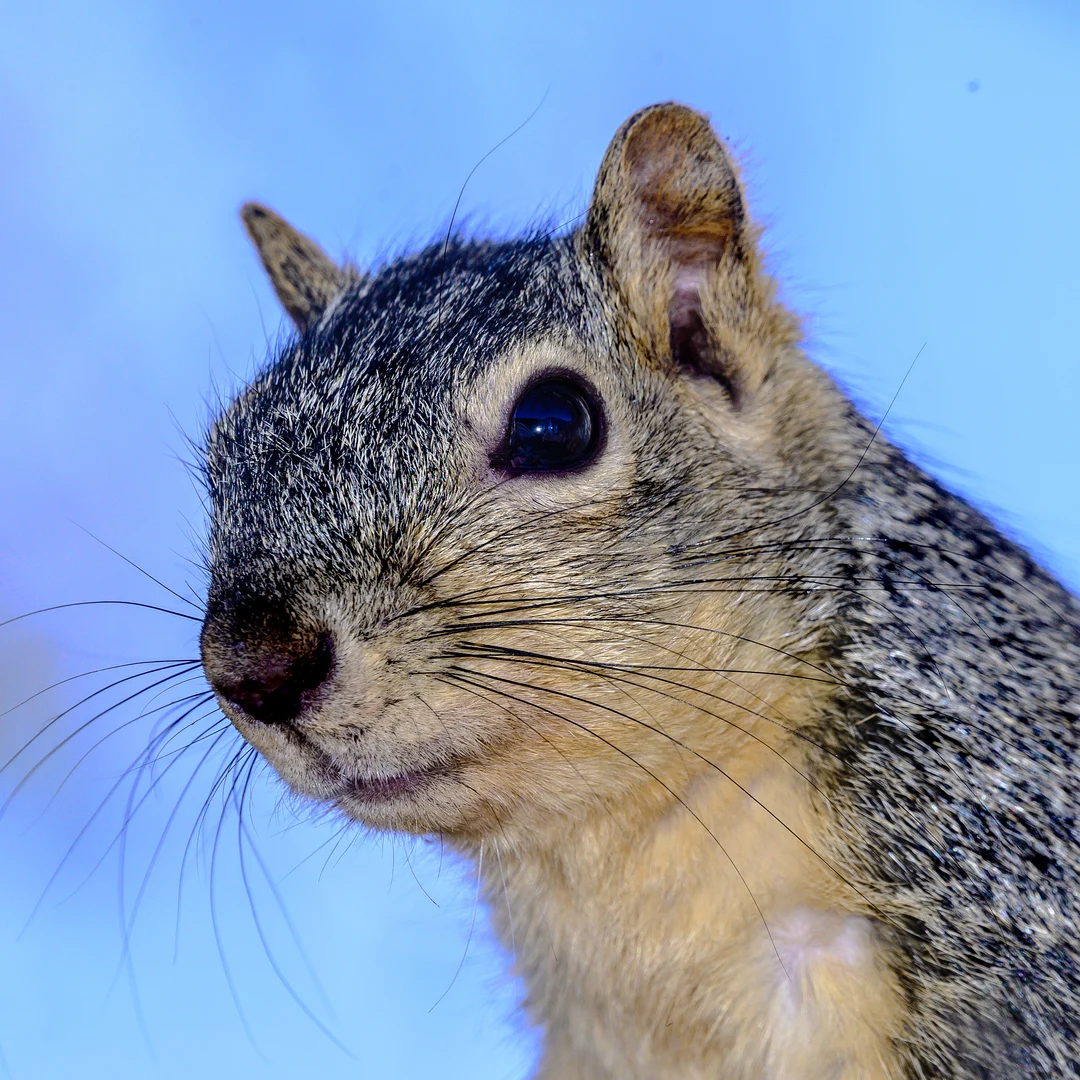 Headshot Squirrel | Scrolller